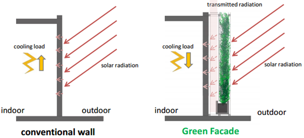 Green Walls – All You Need To Know | Plantscapes