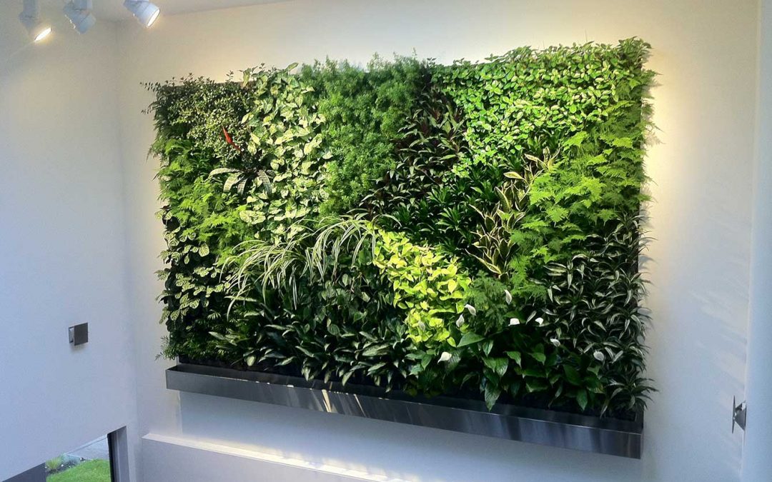Green Walls – All You Need To Know | Plantscapes
