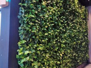 Green Wall | Plantscapes